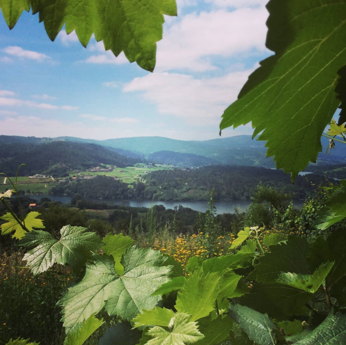 Ribeiro. Descubre un vino Apasionante - Vino Blanco Afrutado